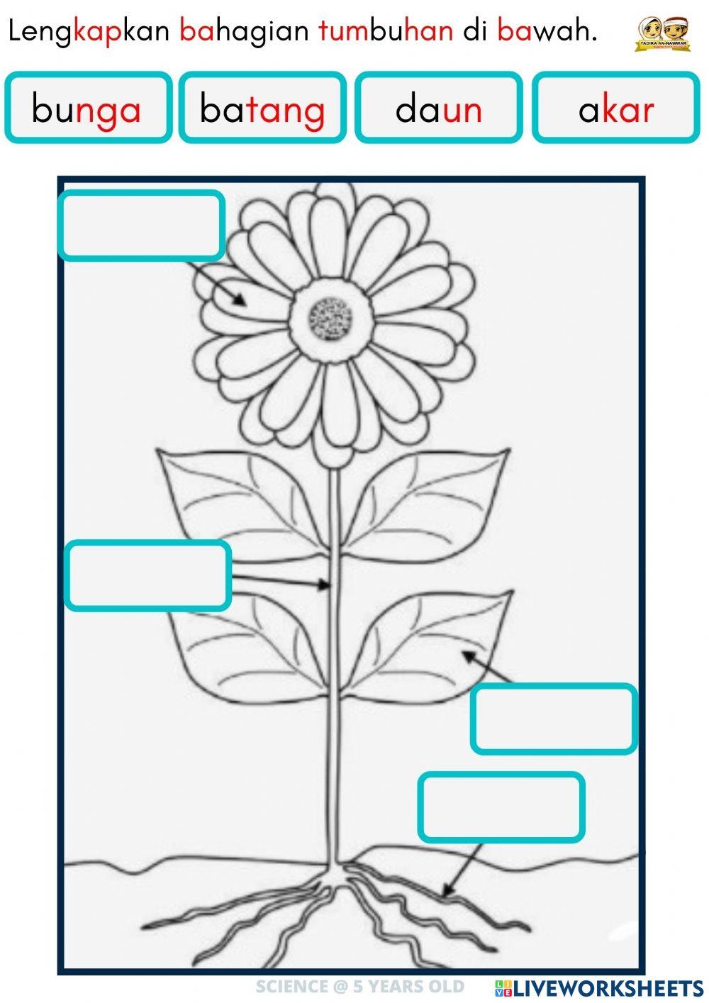 Bahagian Tumbuhan online exercise for tadika | Live Worksheets