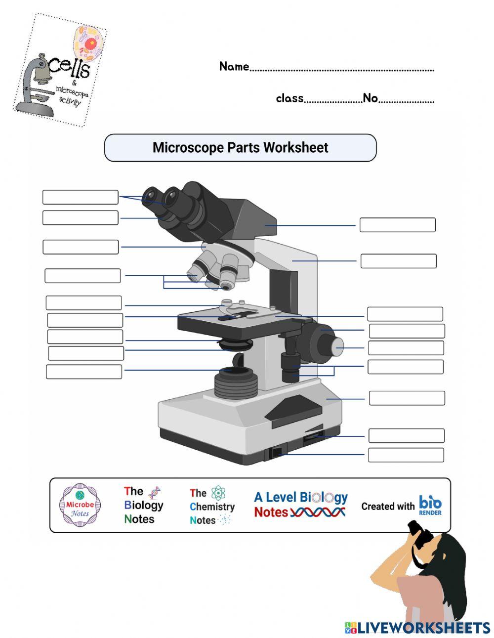 Light Microscope M.4-1 online exercise for | Live Worksheets