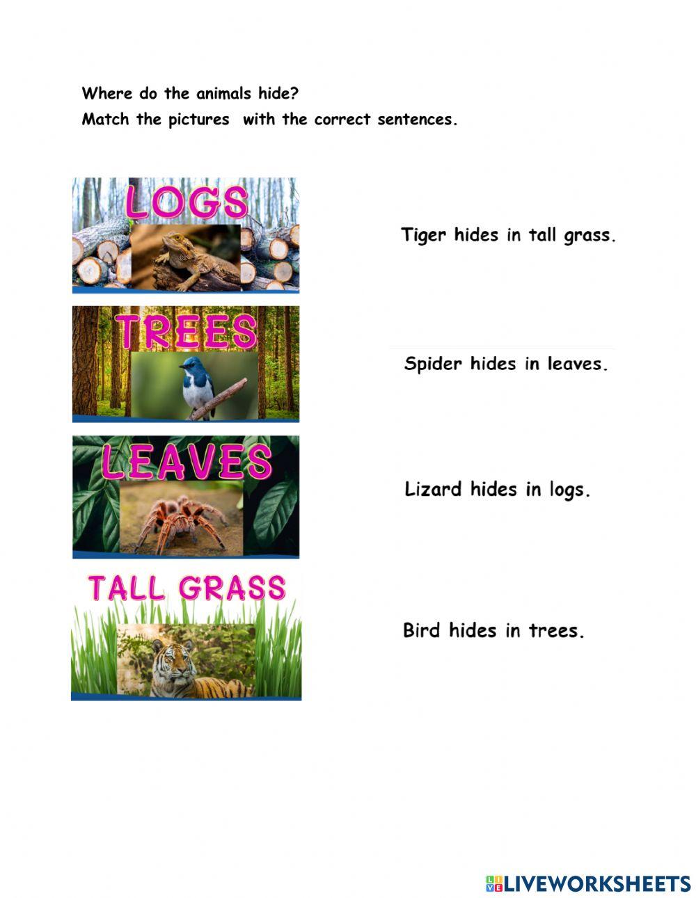 Camouflage-hide & seek interactive worksheet | Live Worksheets
