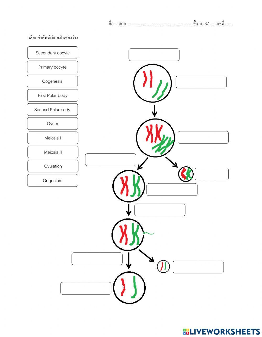 Gametogenesis Oogenesis Youtube