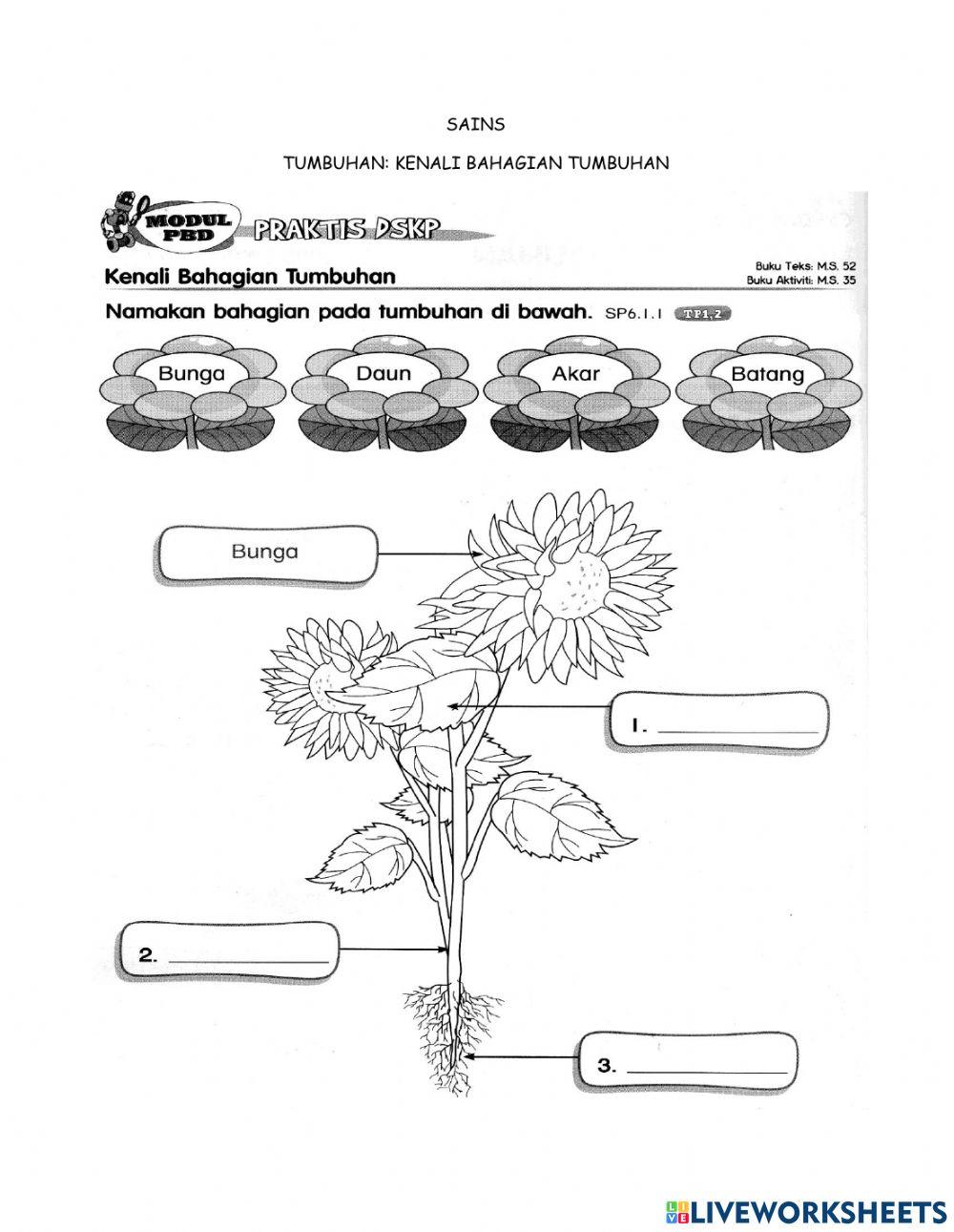 1295059 | Kenali bahagian tumbuhan | shfatinzulaikha