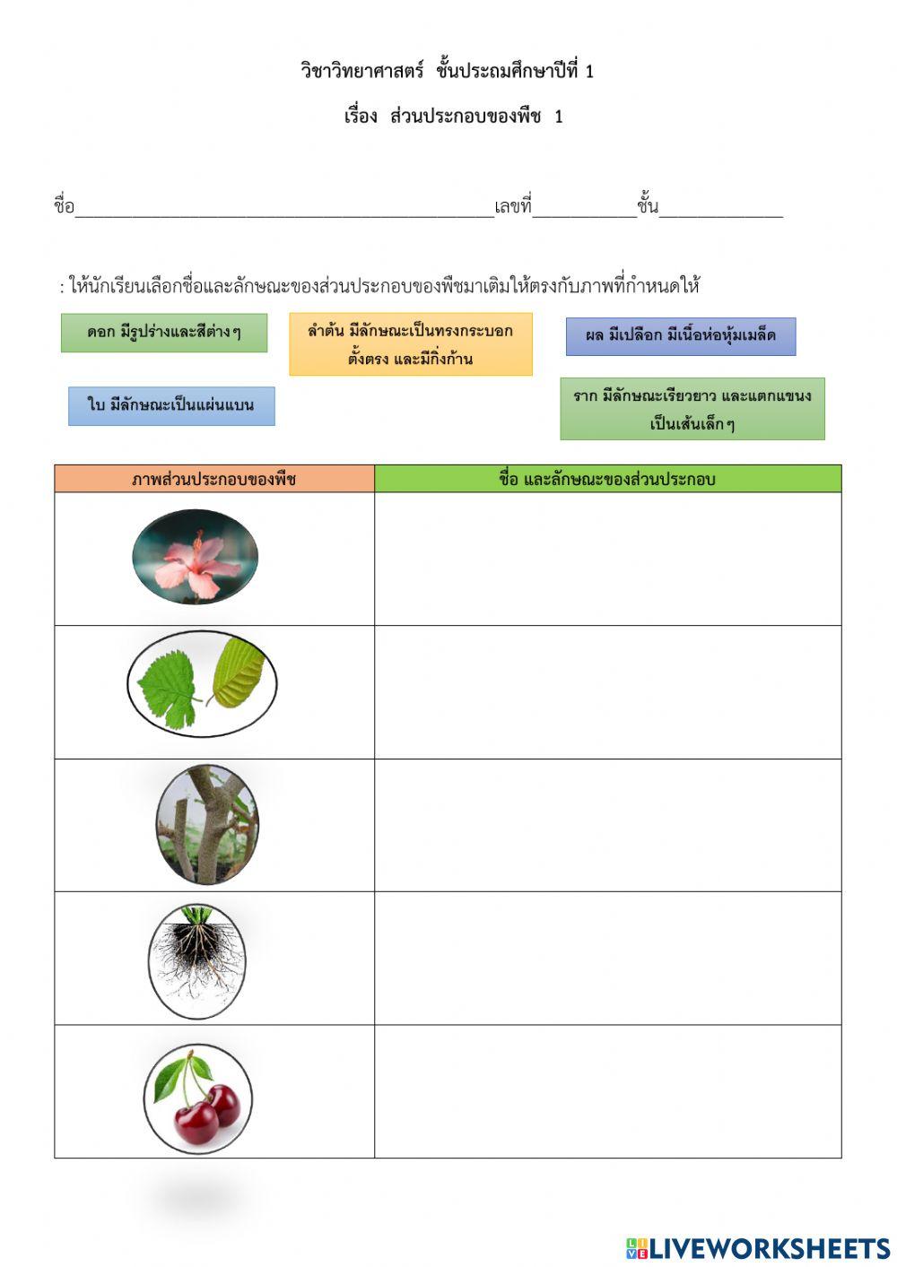 Test ชื่อและลักษณะส่วนประกอบของพืช worksheet | Live Worksheets