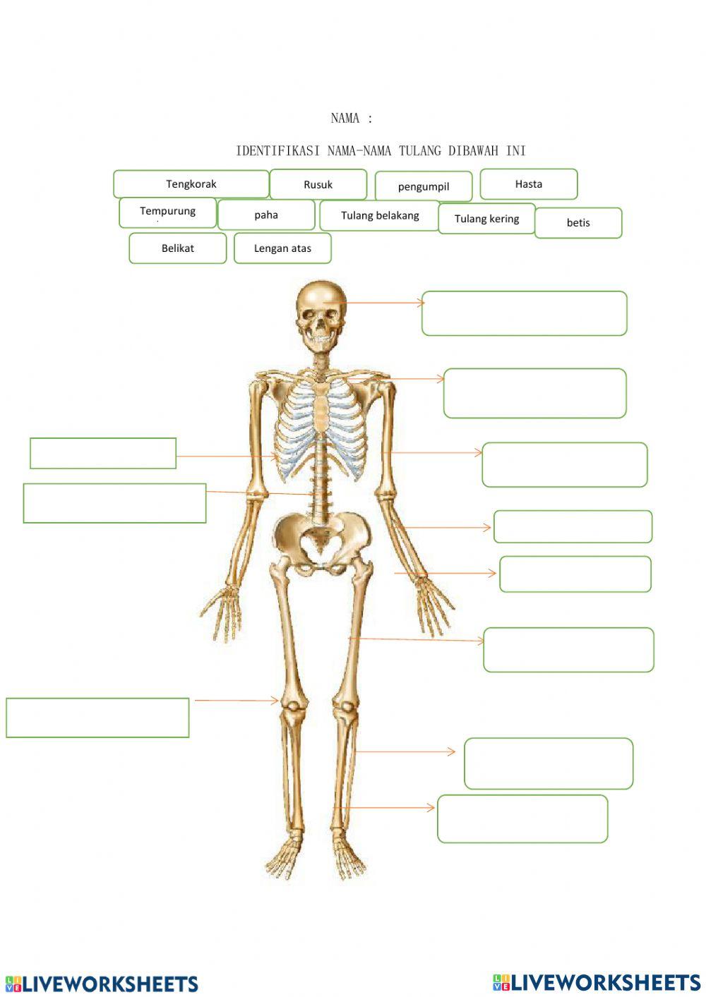 Rangka Manusia online pdf worksheet | Live Worksheets