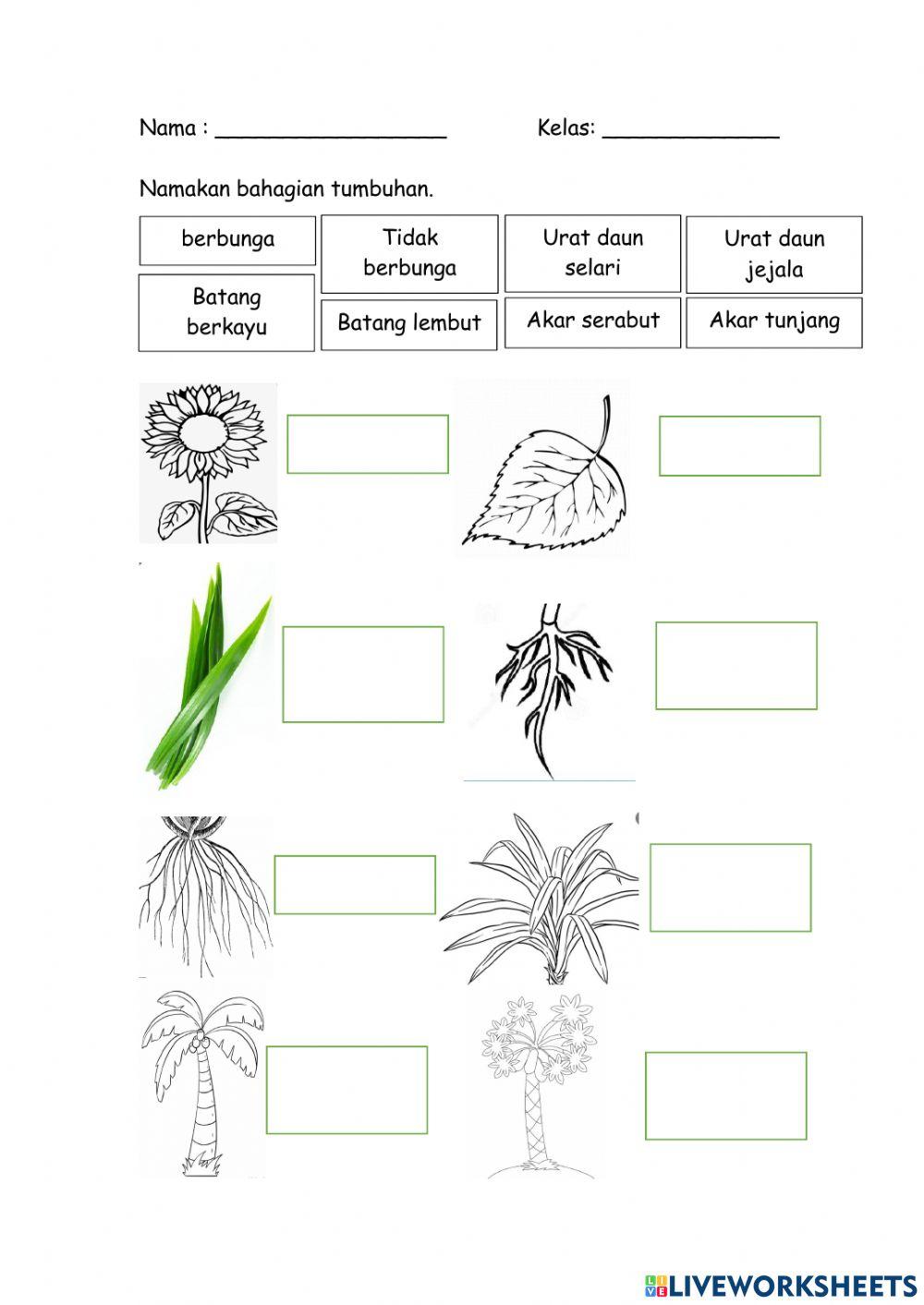 Bahagian tumbuhan worksheet for 1 | Live Worksheets