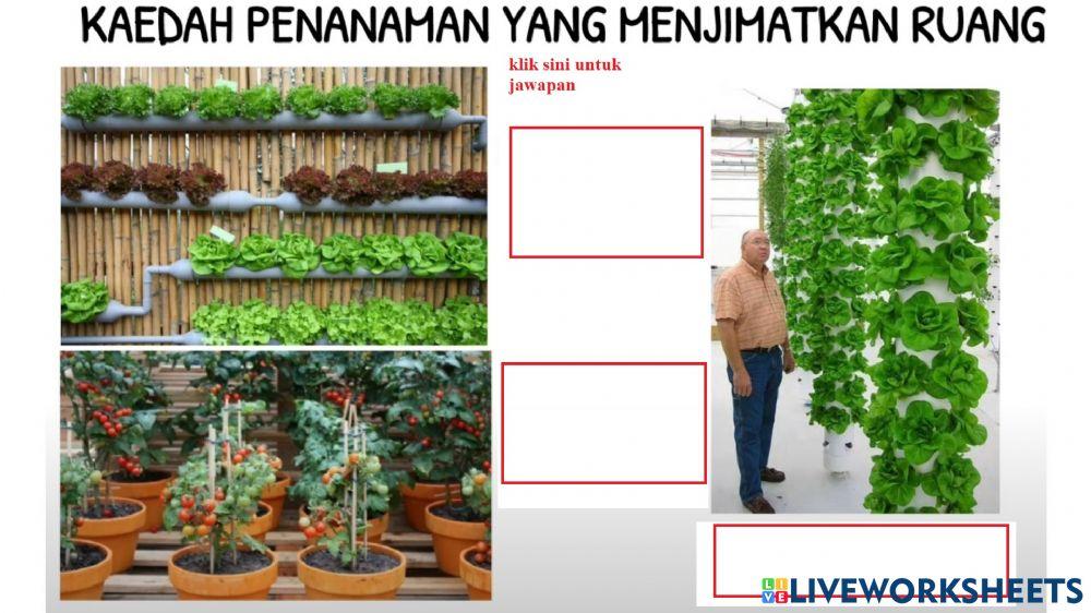 Pertanian online exercise for 11 | Live Worksheets