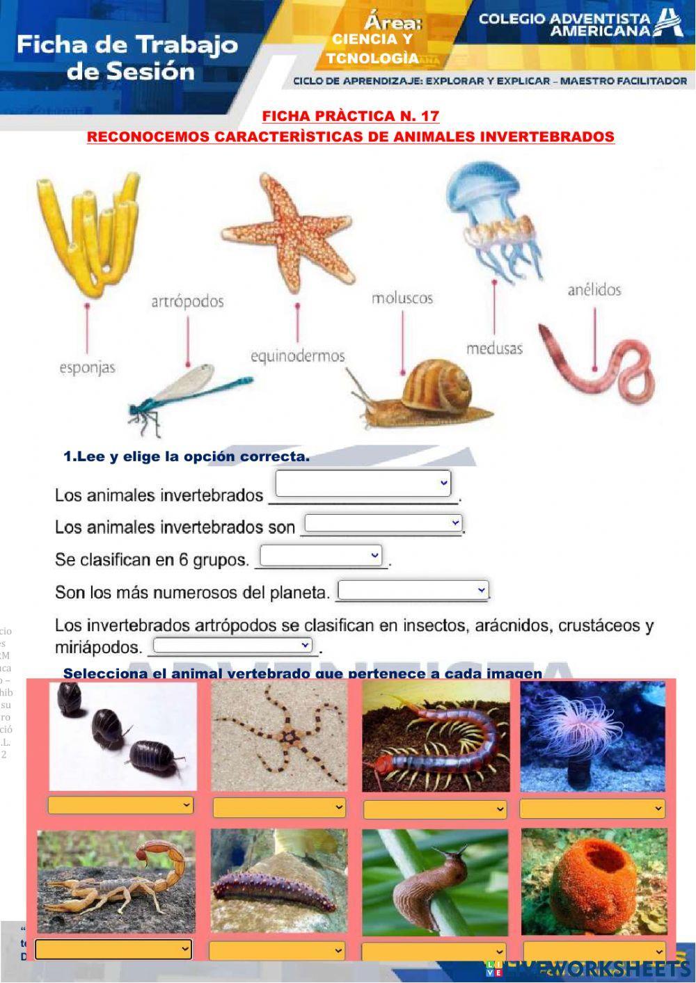 Los animales invertebrados 1316956 | GAZDALY | Live