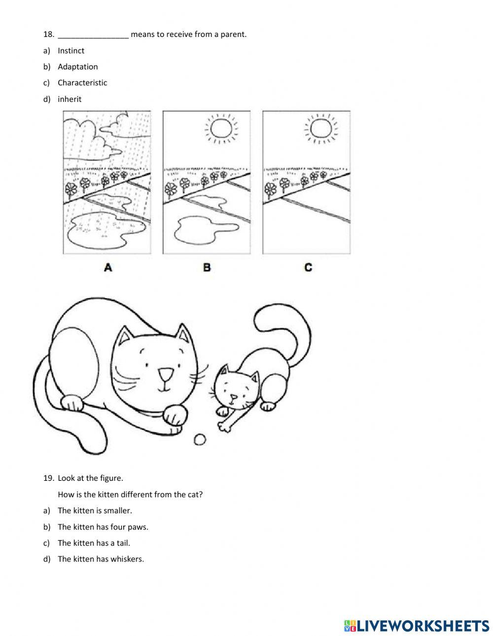 4th grade- science diagnostic - teacher gaby worksheet | Live Worksheets