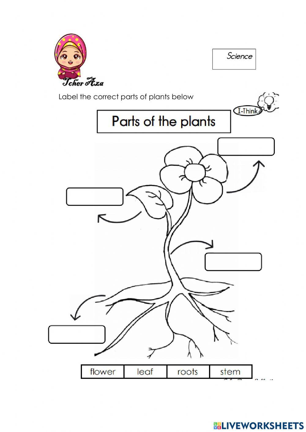 Plants | aza saedy | Live Worksheets