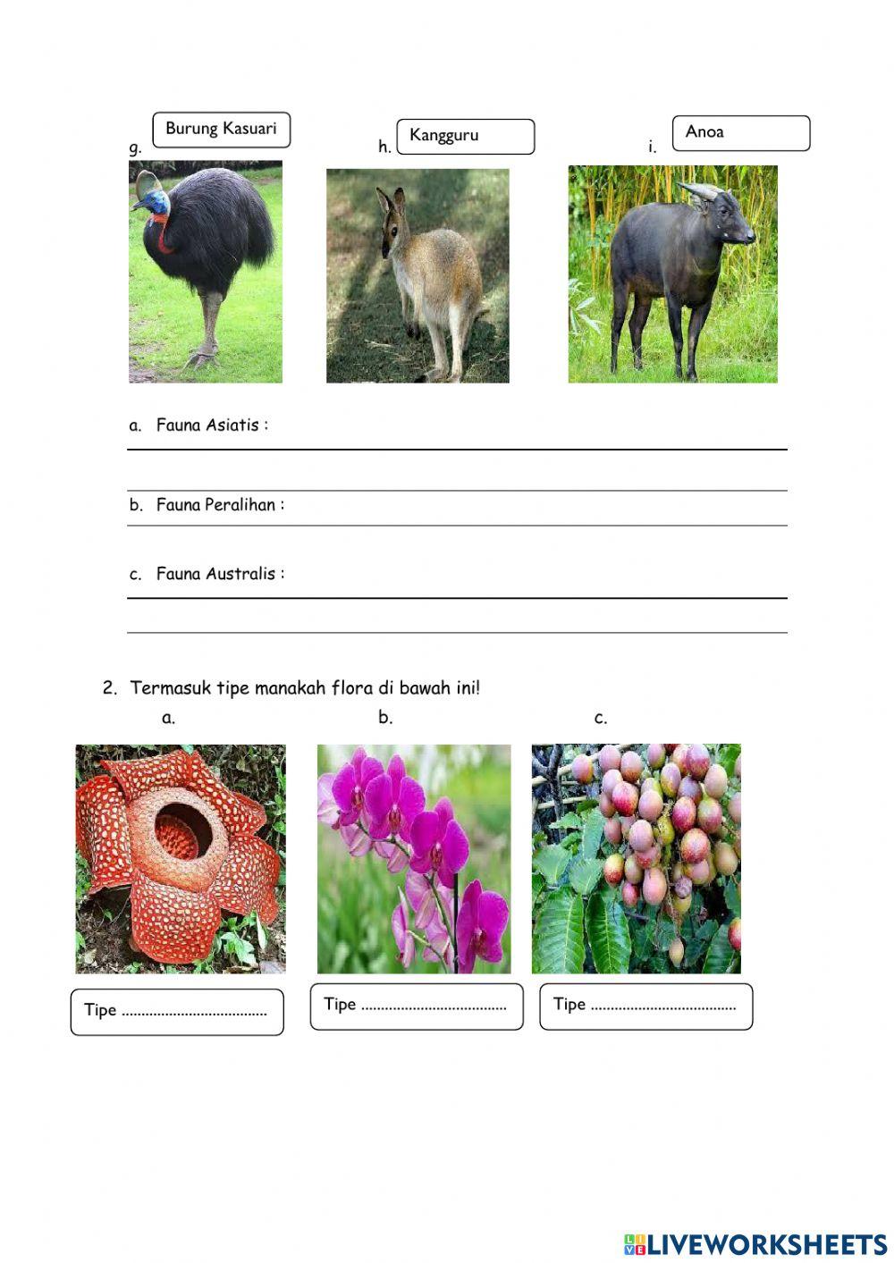 Flora & Fauna di Indonesia activity | Live Worksheets