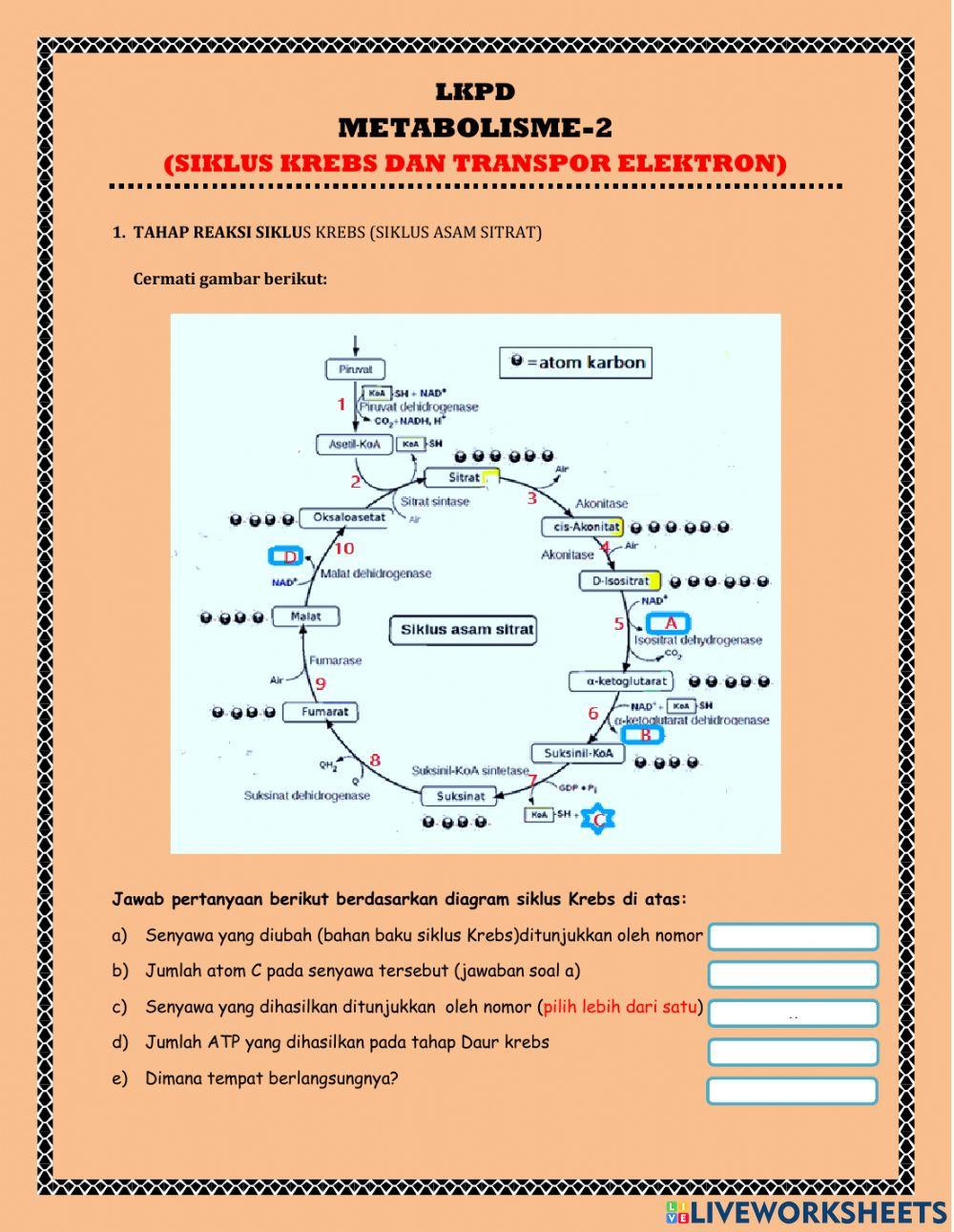 Siklus Krebs Crop Physiology | SpringerLink