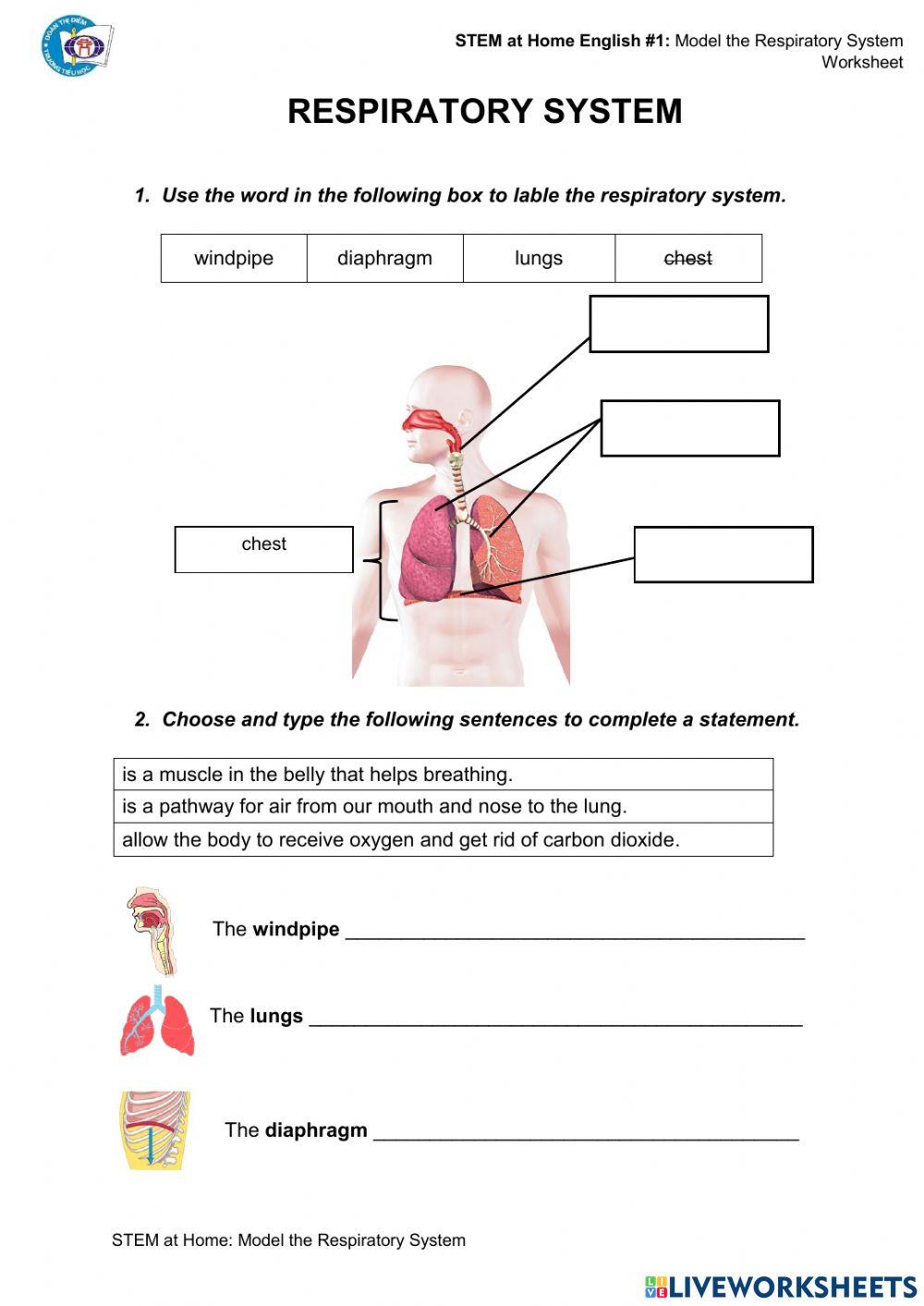 Respiratory Model worksheet | Live Worksheets