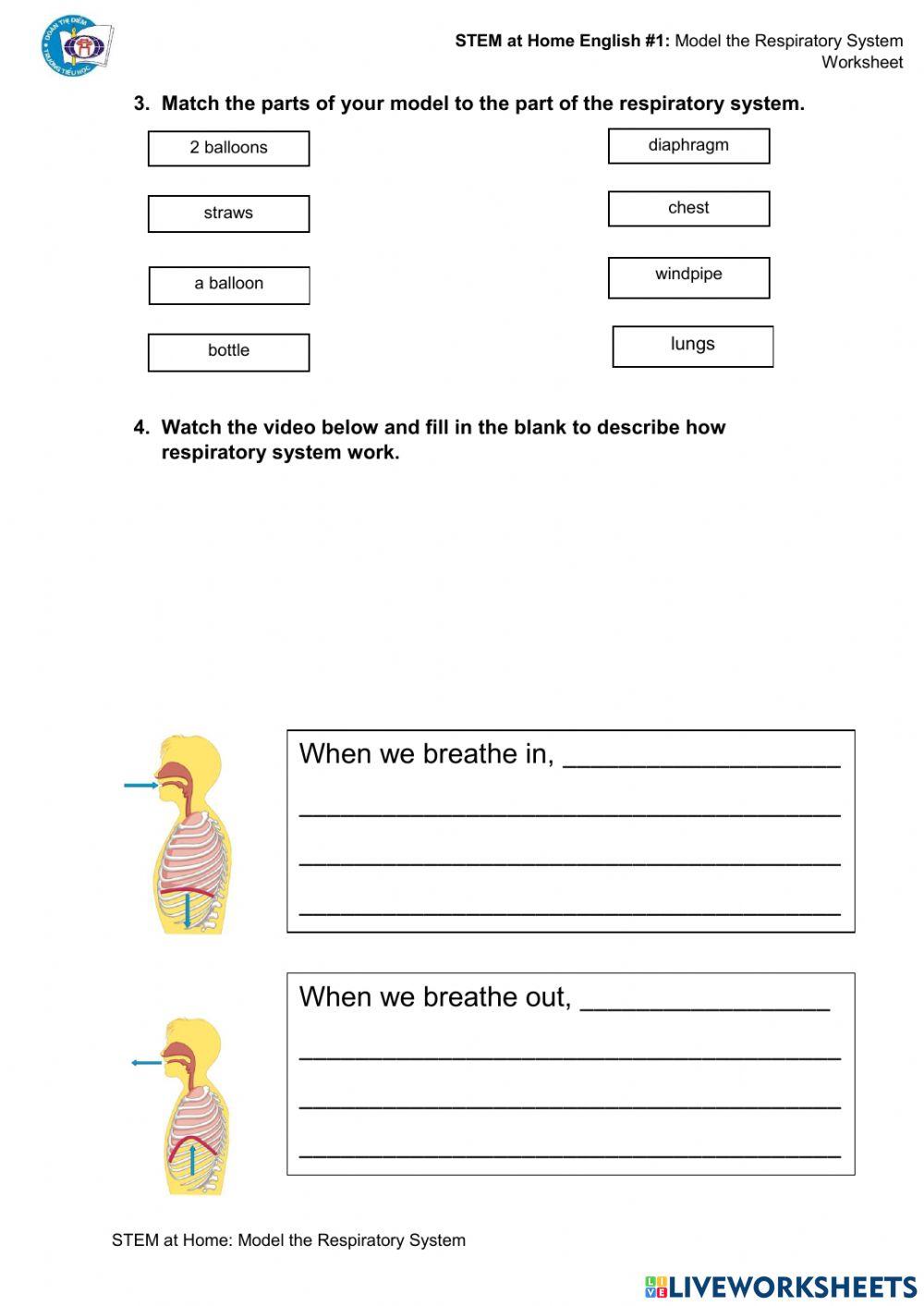 Respiratory Model worksheet | Live Worksheets