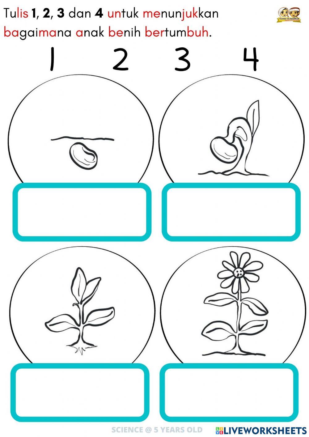 Tumbuhan interactive exercise for tadika | Live Worksheets