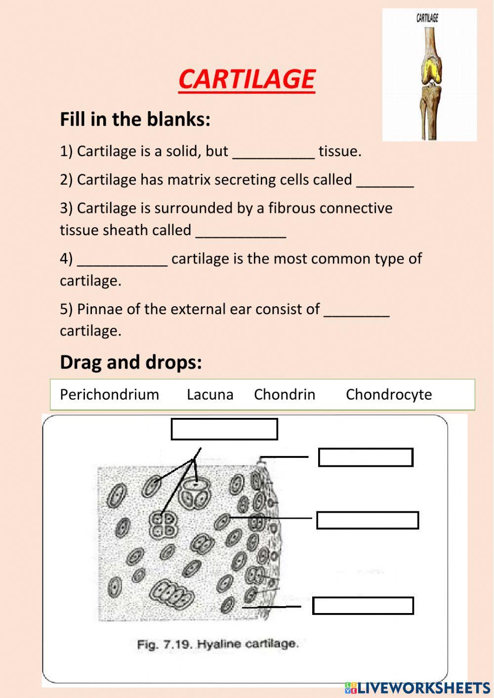 Cartilage online exercise for | Live Worksheets