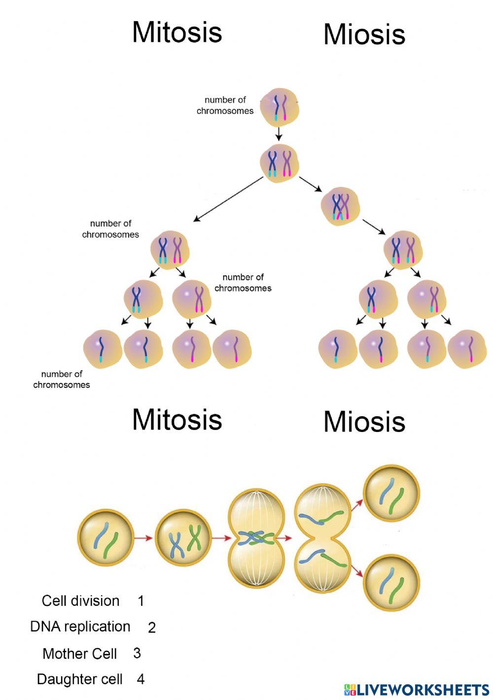 Mitosis-Miosis | Free Interactive Worksheets | 1228260