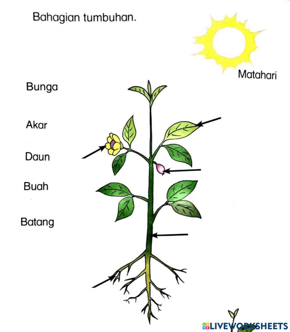 Bahagian Tumbuhan online practice | Live Worksheets