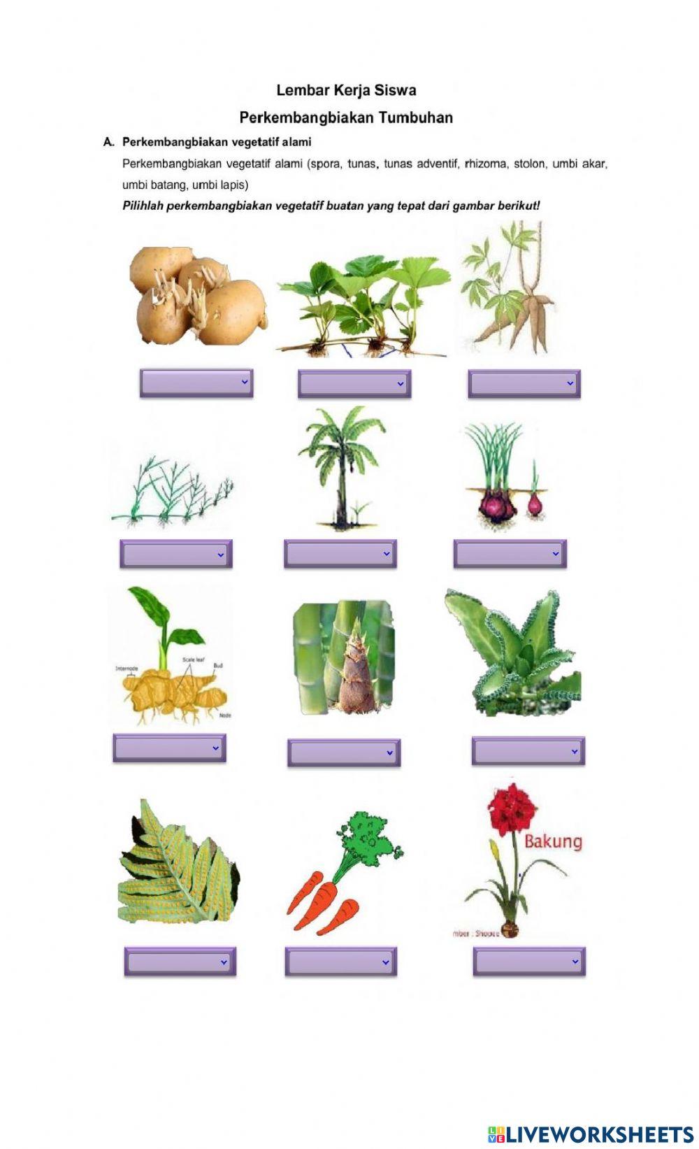 1230678 | Reproduksi pada tumbuhan(angiospermae) | desi