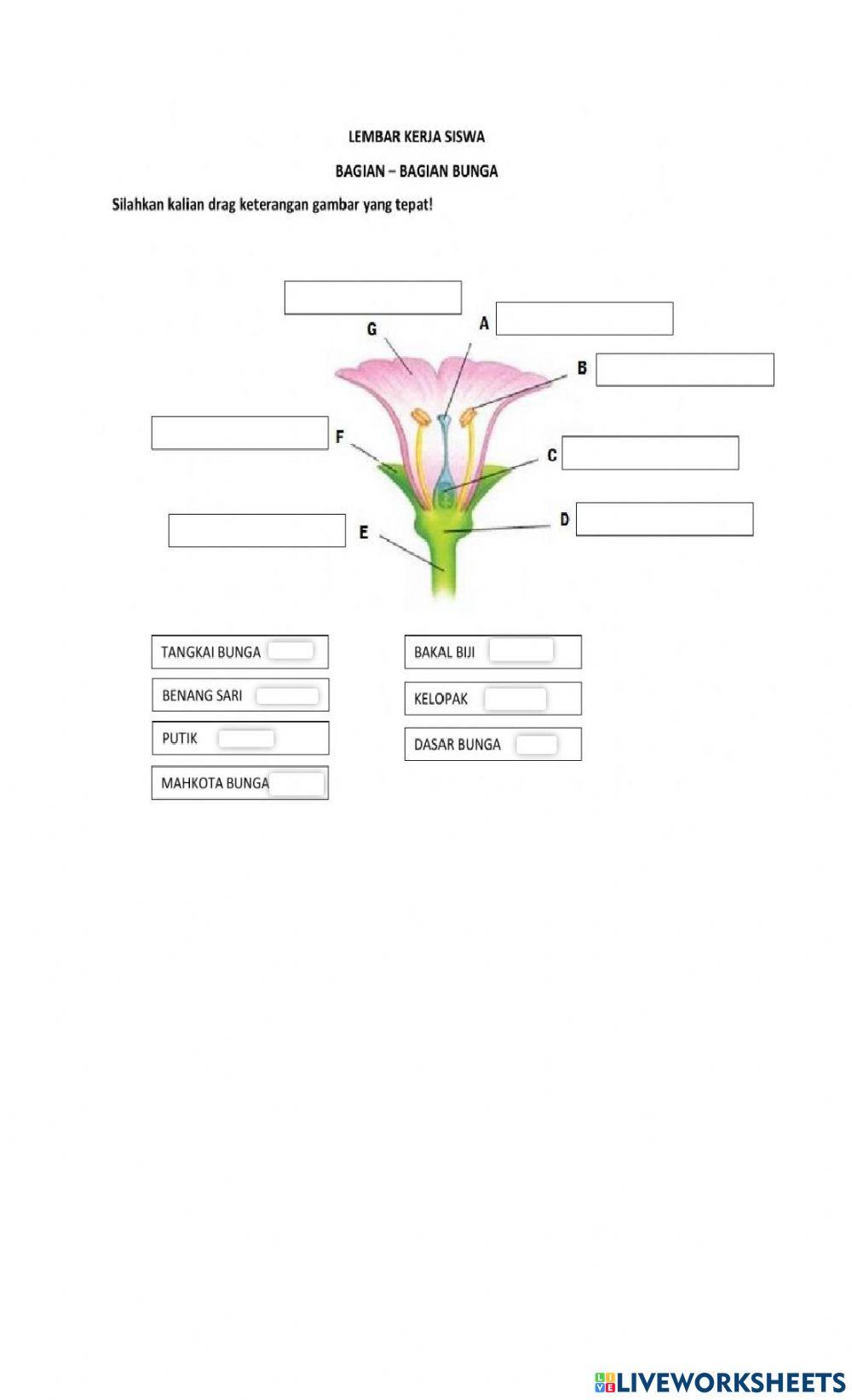 1230678 | Reproduksi pada tumbuhan(angiospermae) | desi