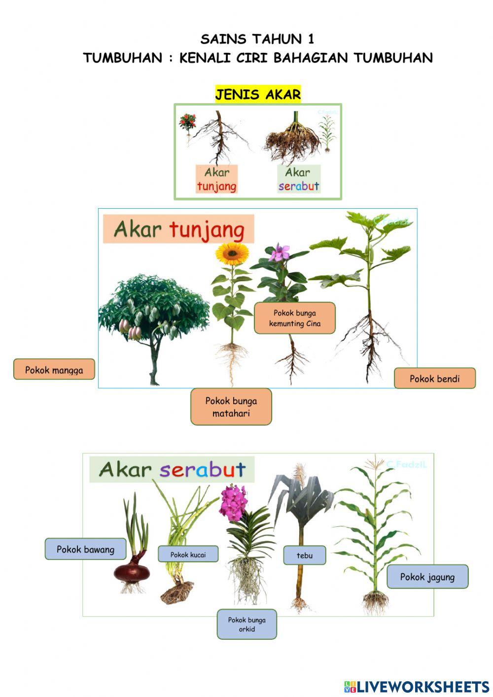 SAINS TAHUN 1: JENIS AKAR TUMBUHAN online exercise for | Live Worksheets