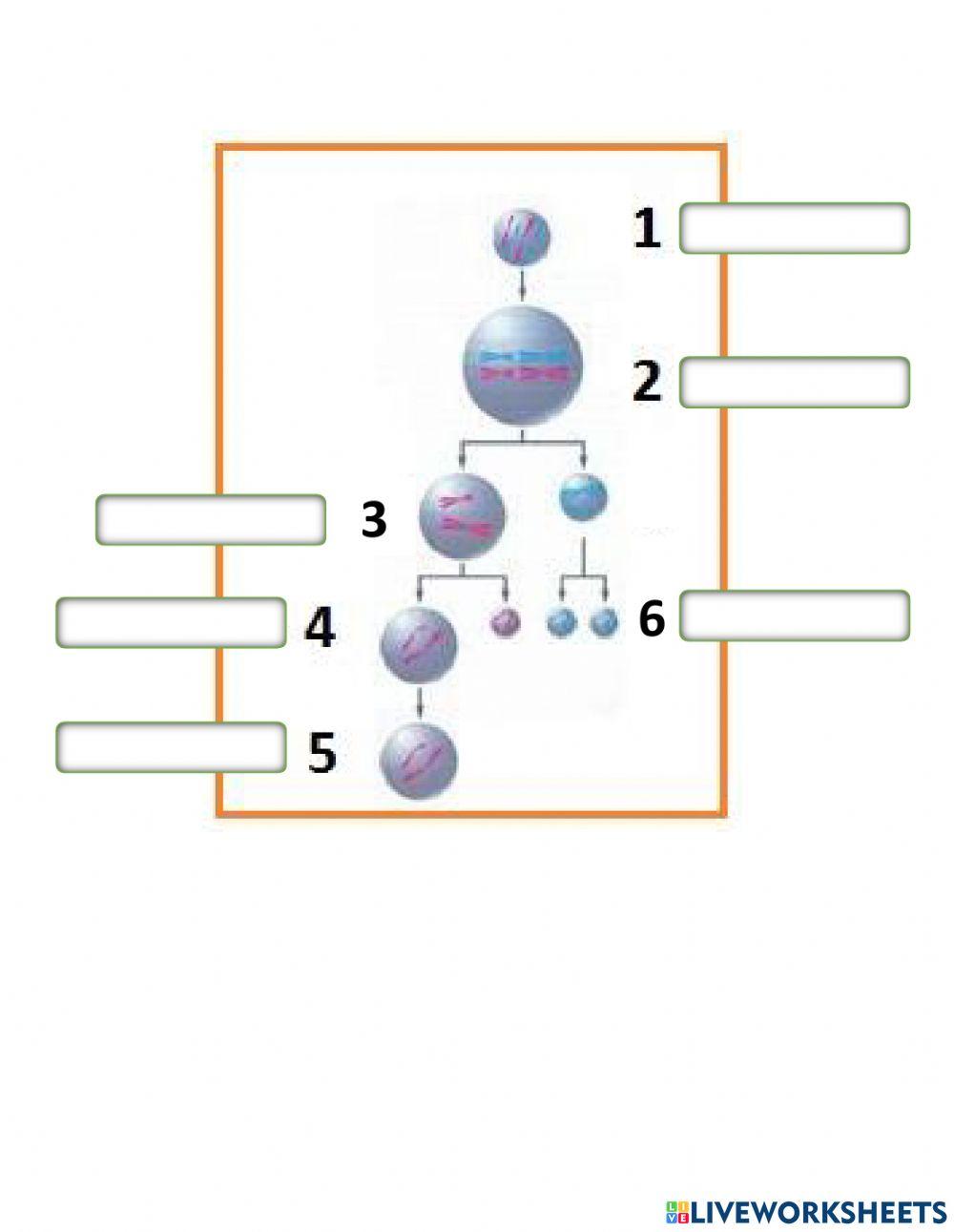 Spermatogenesis… | Free Interactive Worksheets | 1231507