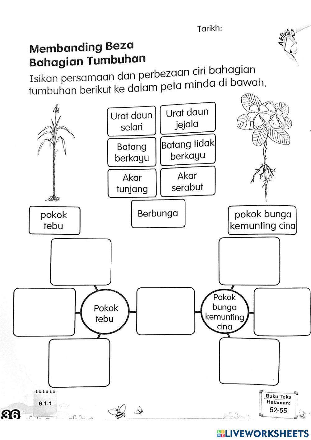 Pdf online activity: Bahagian tumbuhan | Live Worksheets