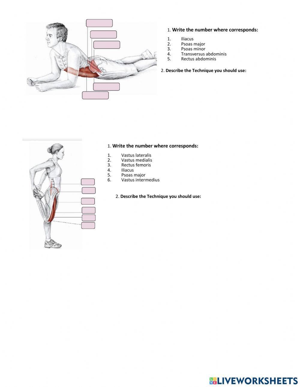 Theanatomy of stretching worksheet | Live Worksheets