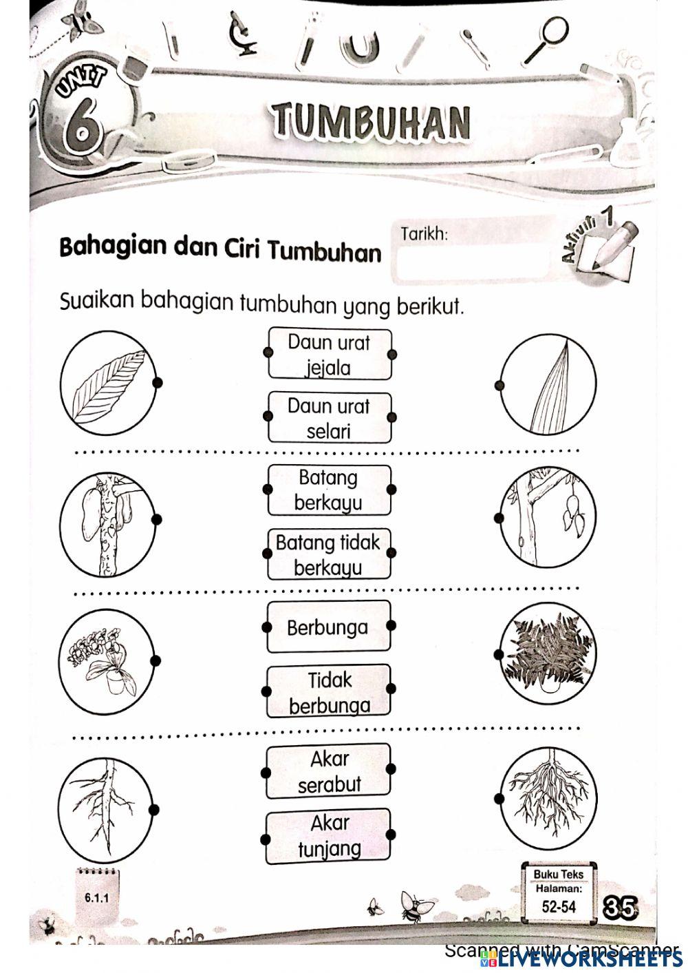Kenali Bahagian Tumbuhan worksheet | Live Worksheets