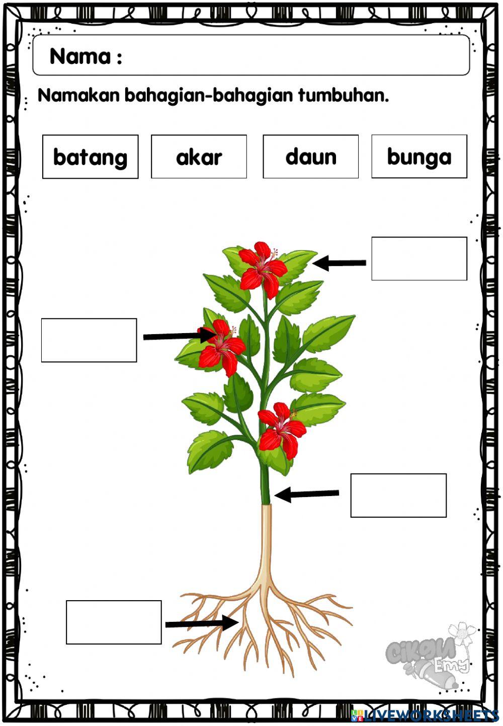 Mengenal bahagian tumbuhan | Live Worksheets