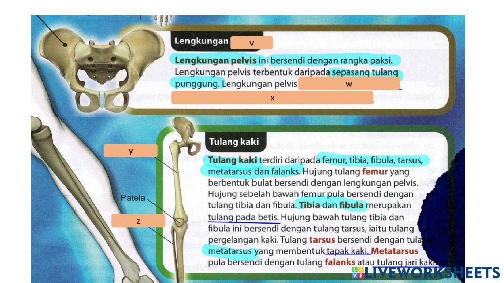 Sistem rangka manusia free worksheet | Live Worksheets