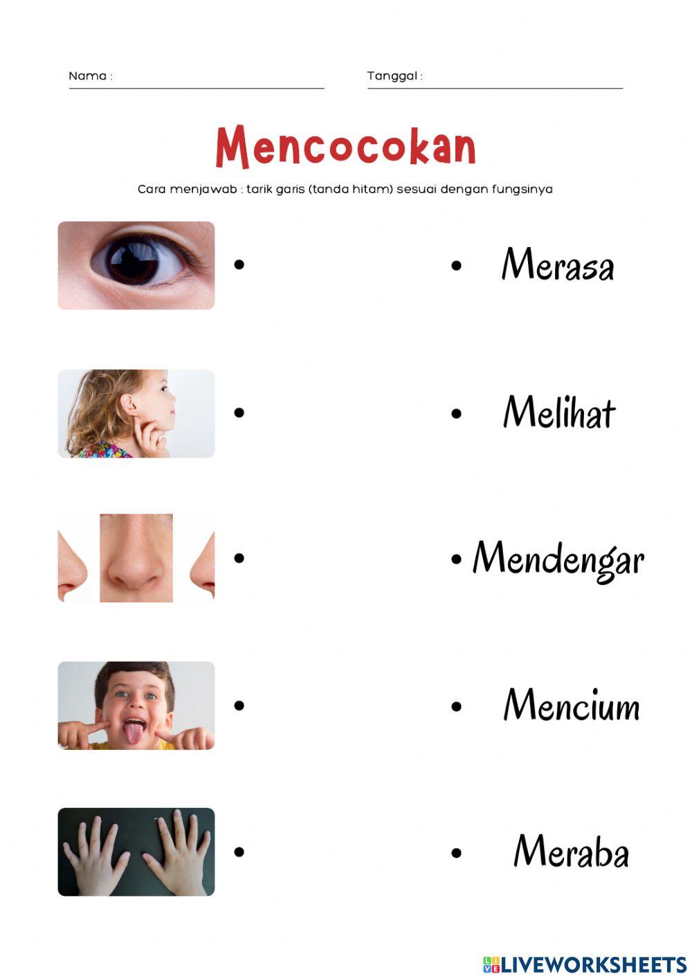 MENCOCOKKAN GAMBAR PANCA INDERA DAN FUNGSINYA online exercise for ...