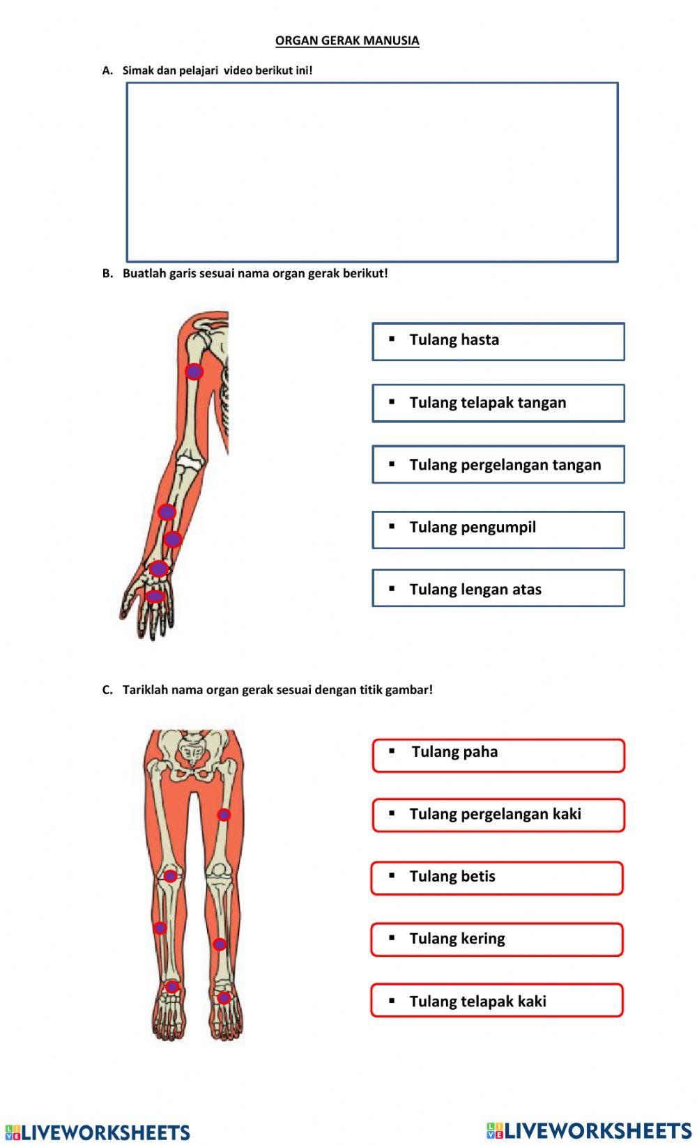 Rangka Gerak worksheet | Live Worksheets