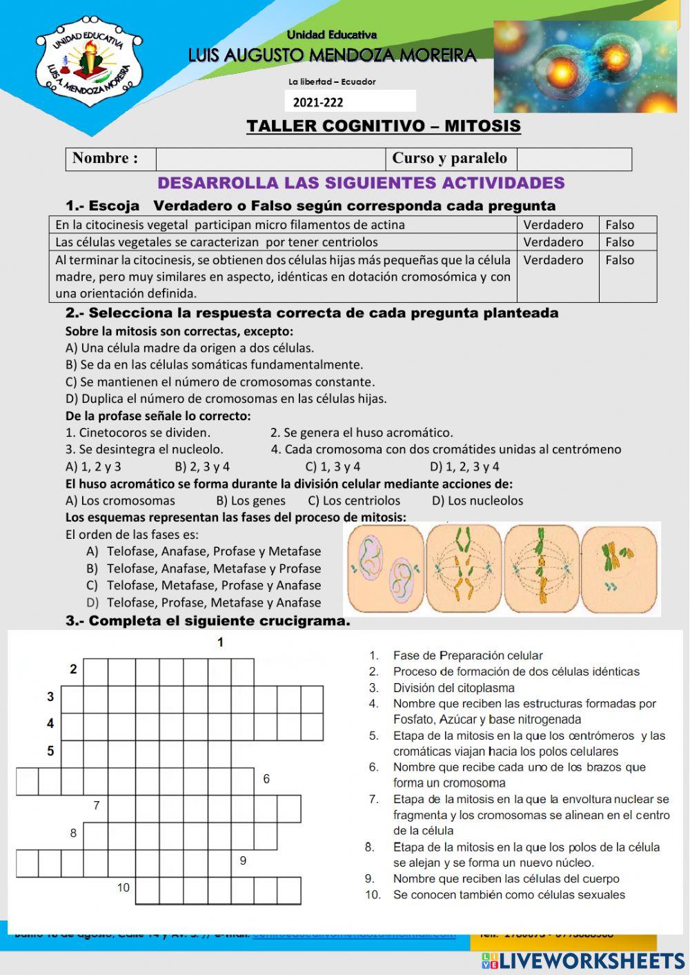 Mitosis free worksheet | Live Worksheets