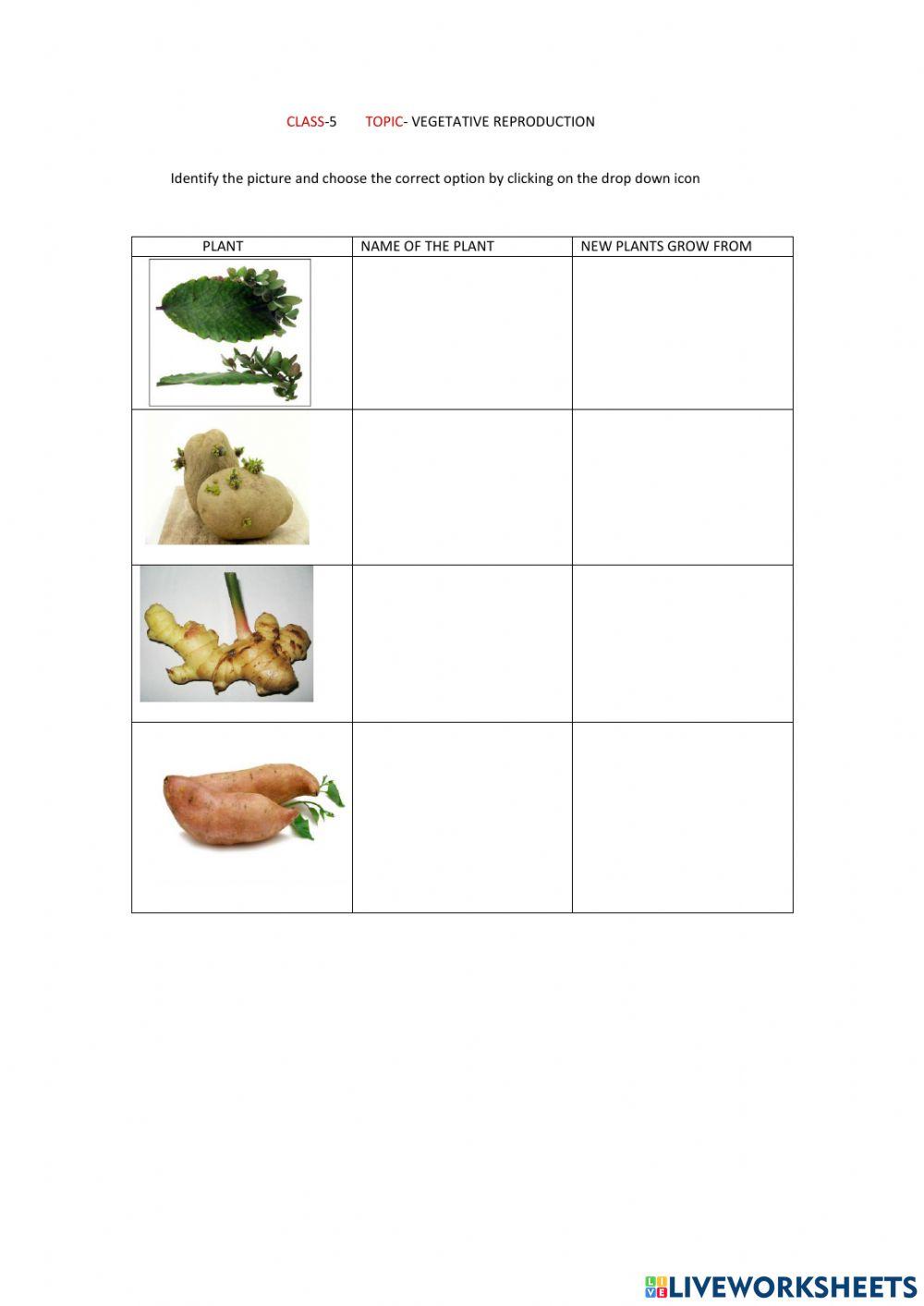 Plants | Free Interactive Worksheets | 1338857
