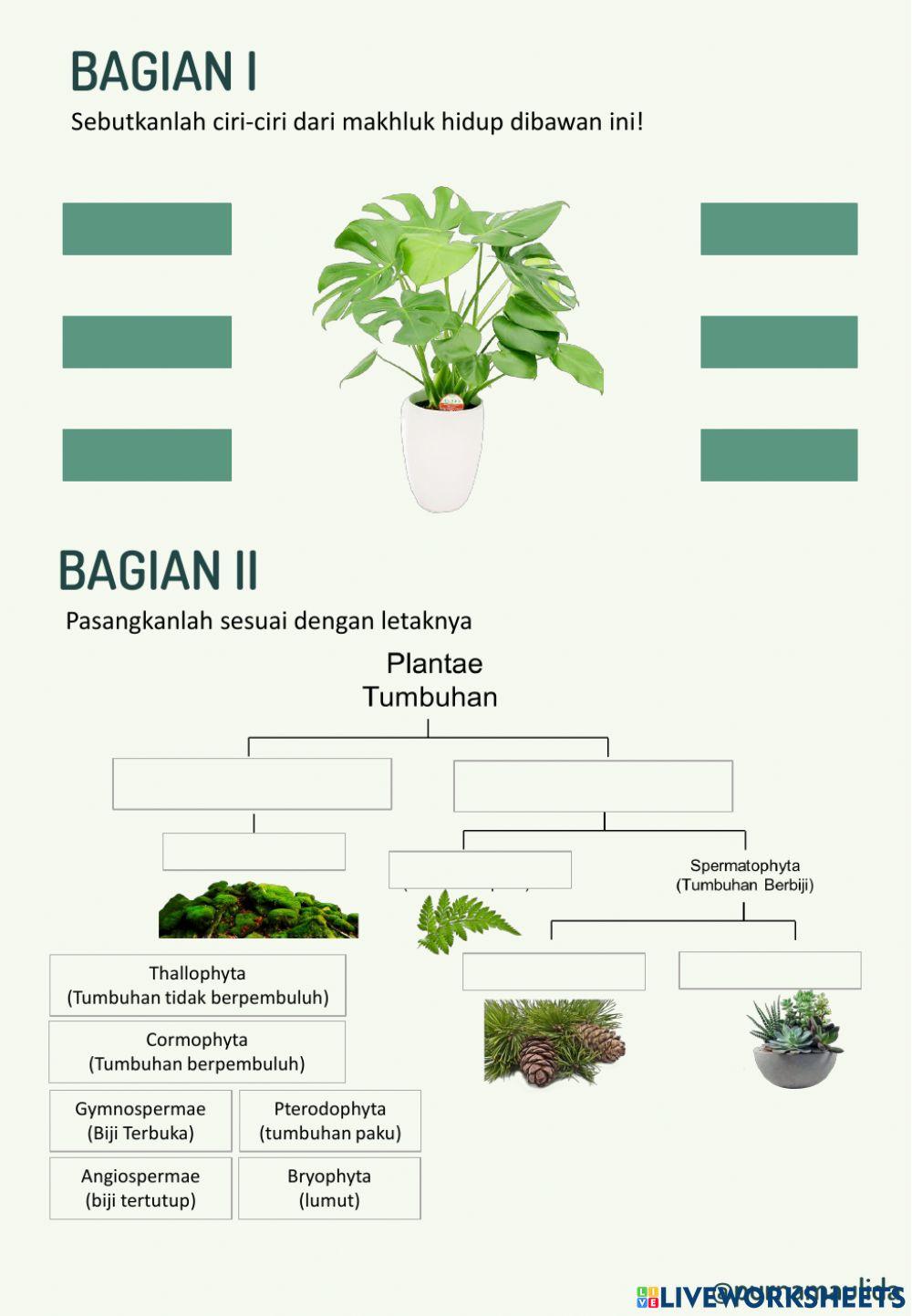 Plantae 1 - bry… | Free Interactive Worksheets | 1339331