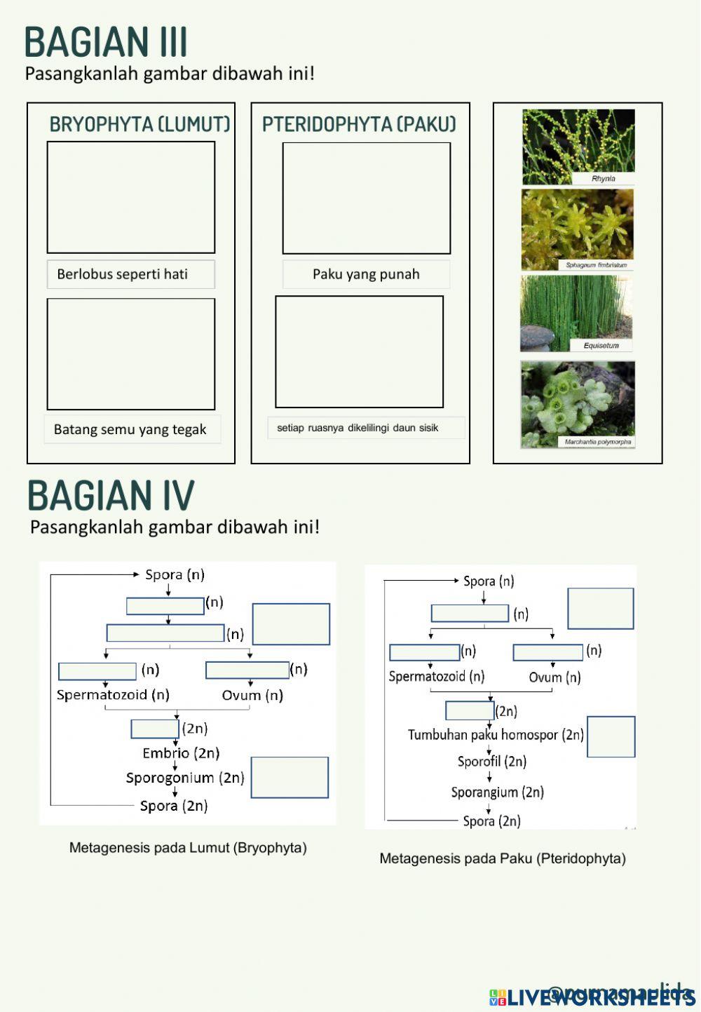 Plantae 1 - bry… | Free Interactive Worksheets | 1339331