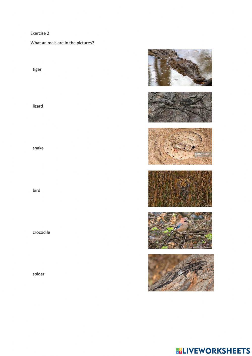 Pet Show online activity for primary | Live Worksheets