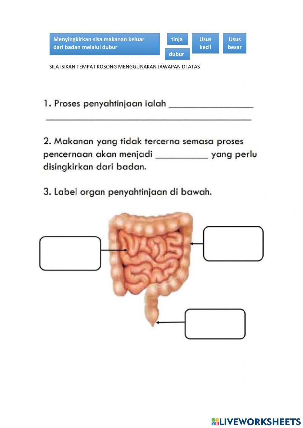 Perkumuhan dan Penyahtinjaan Manusia Sains Tahun 4 online exercise for ...
