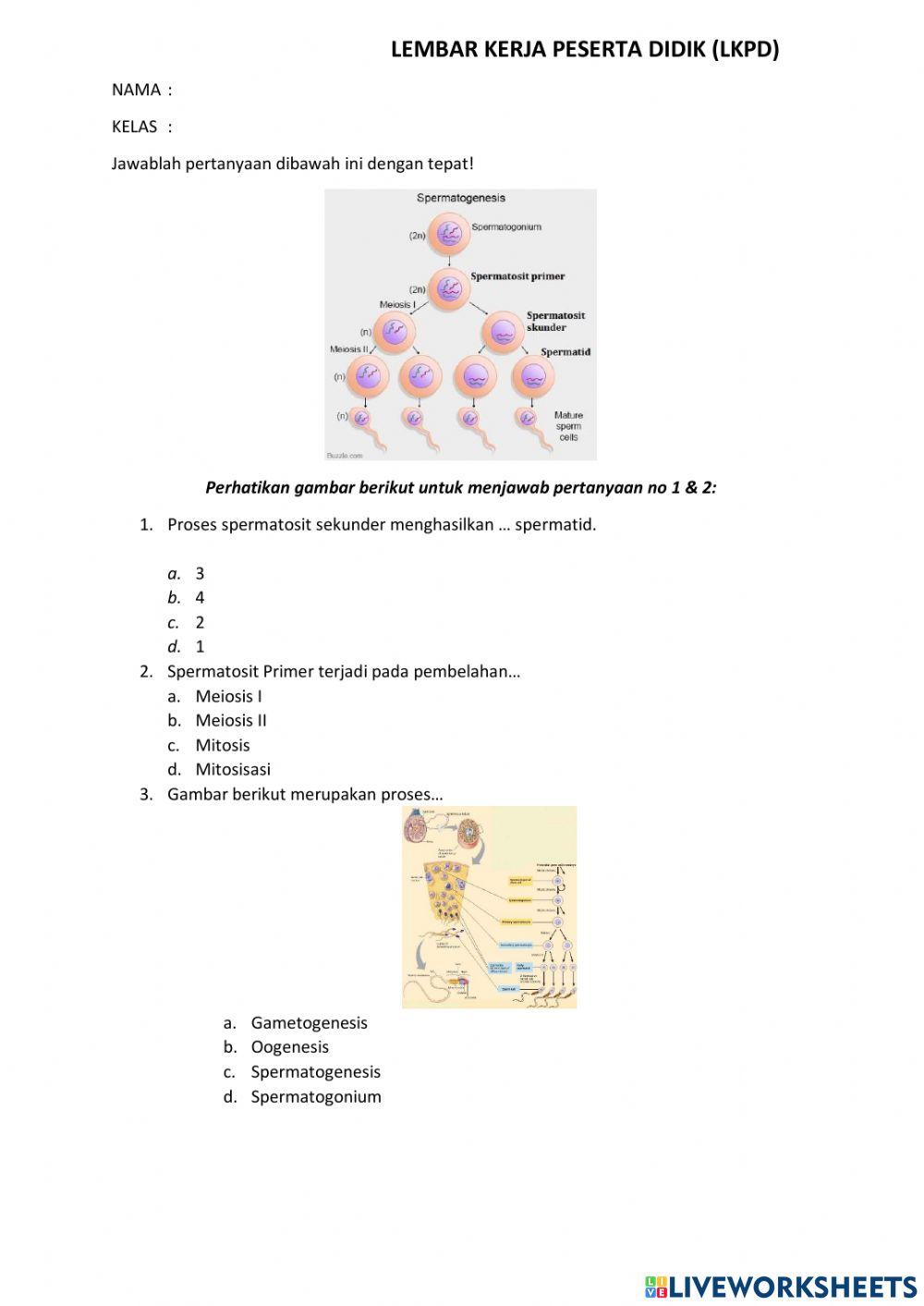 Gametogenesis online worksheet | Live Worksheets