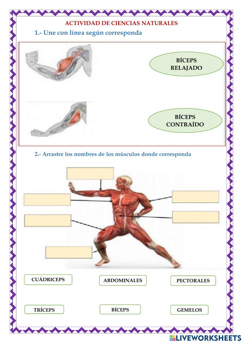 Pdf online exercise: Musculos | Live Worksheets