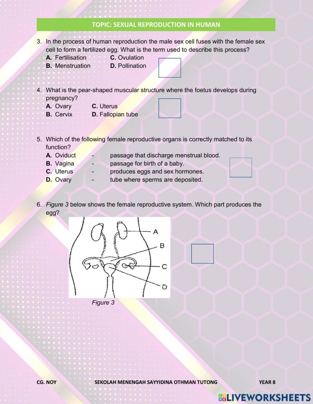 Ovulation, impl… | Free Interactive Worksheets | 1382173