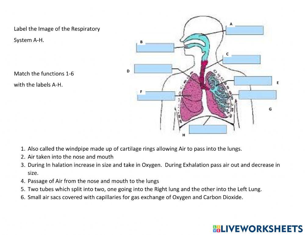 D&D Respiratory worksheet | Live Worksheets