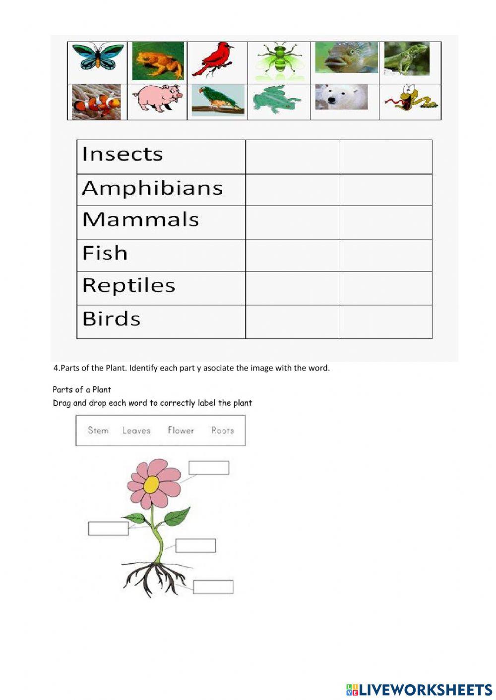 DIAGNOSTIC TEST SCIENCE FIFTH GRADE online exercise for | Live Worksheets