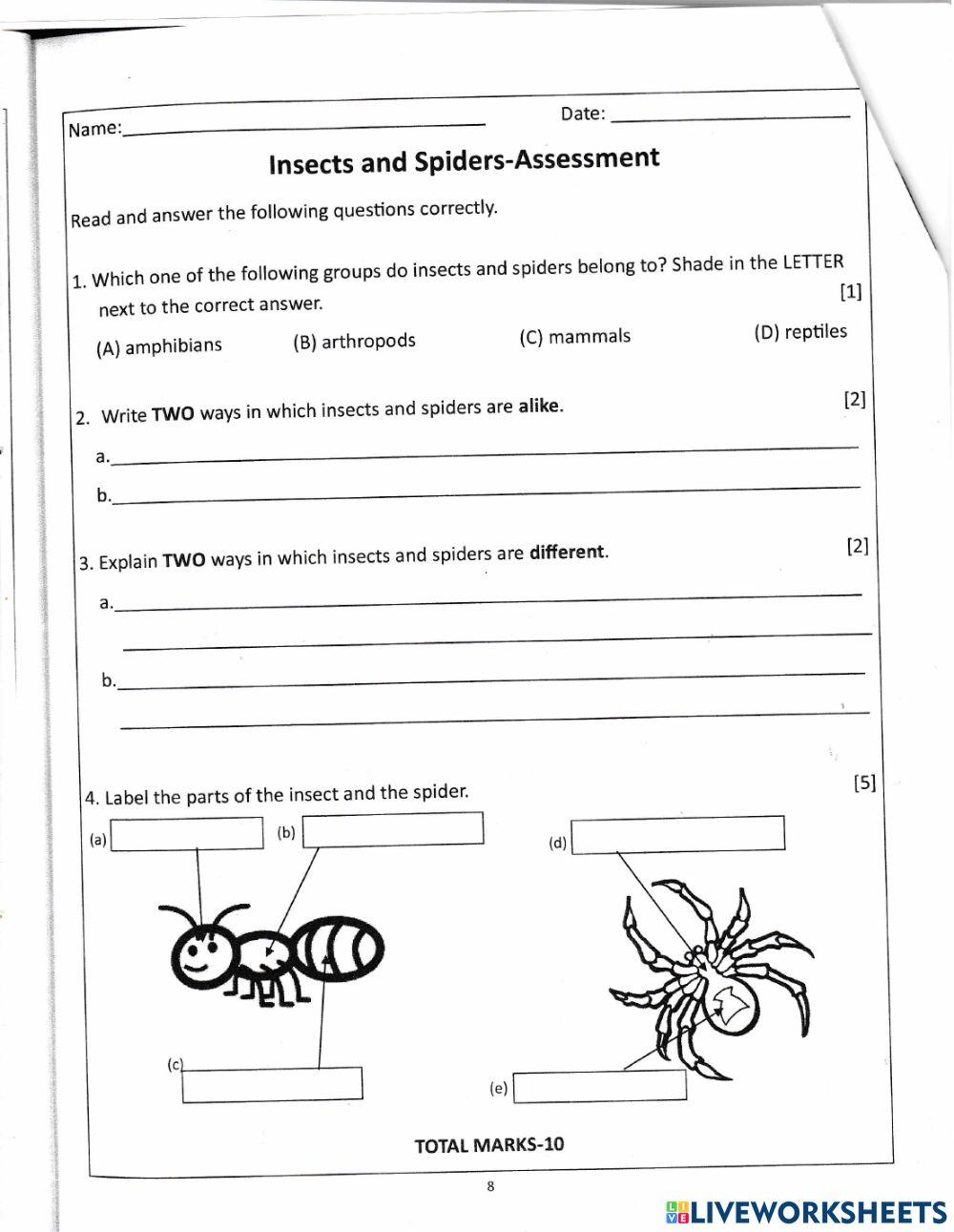 Christal | Insects and Spiders 1390007 | LiveWorksheets