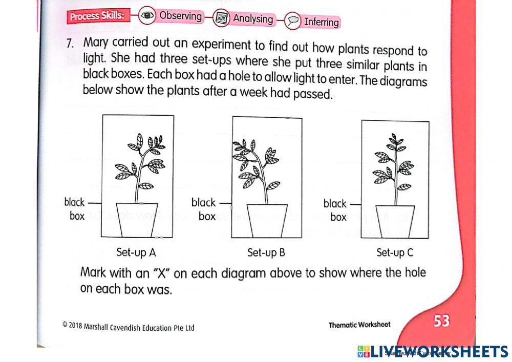 3908942 | P4 Process Skills Worksheet Chapter 2 Plants