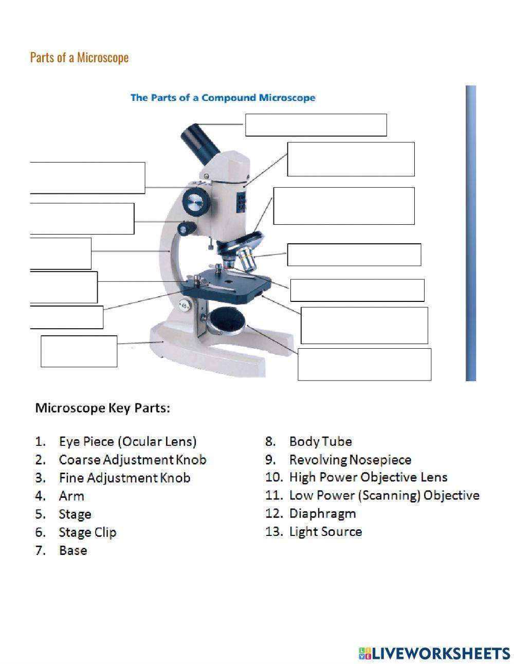 Parts Of A Compound Light Microscope Worksheet Parts Of A Compound Light Microscope Worksheet