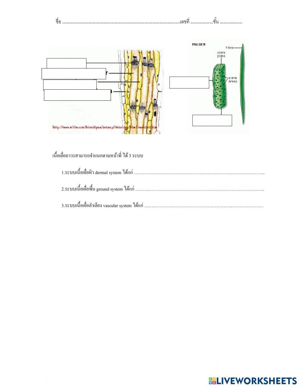 ฺBiology M.5 interactive worksheet | Live Worksheets