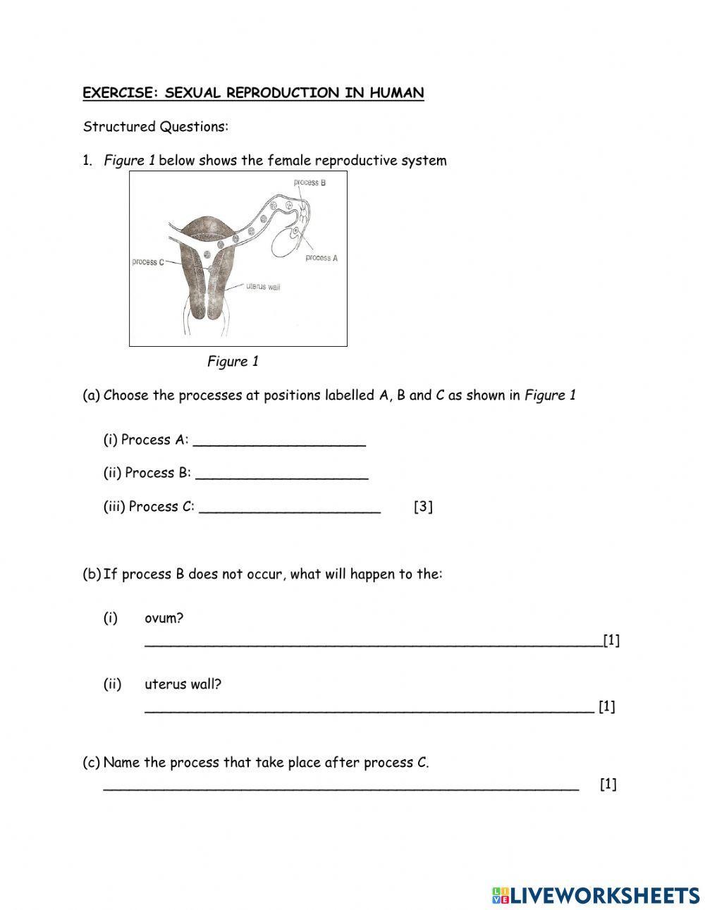 Human sexual re… | Free Interactive Worksheets | 1396070