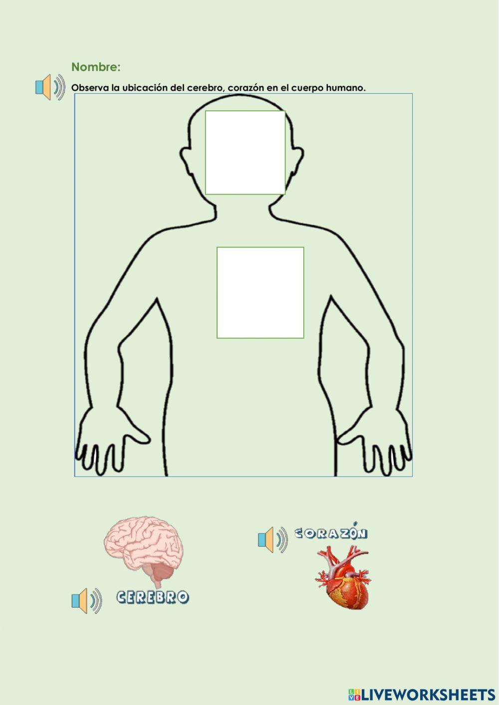 Principales órganos de nuestro cuerpo worksheet | Live Worksheets