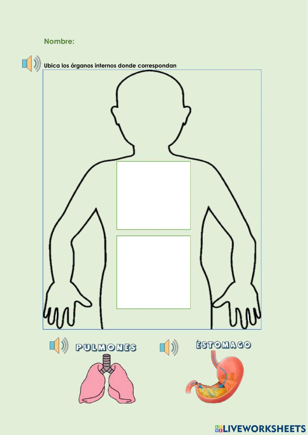 Principales órganos de nuestro cuerpo worksheet | Live Worksheets
