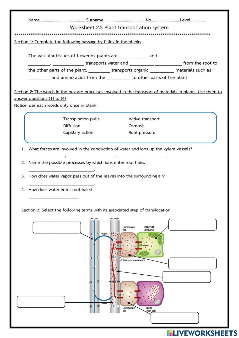 ใบกิจกรรมที่ 2.3 Plant transport system 3389759 | Rujita